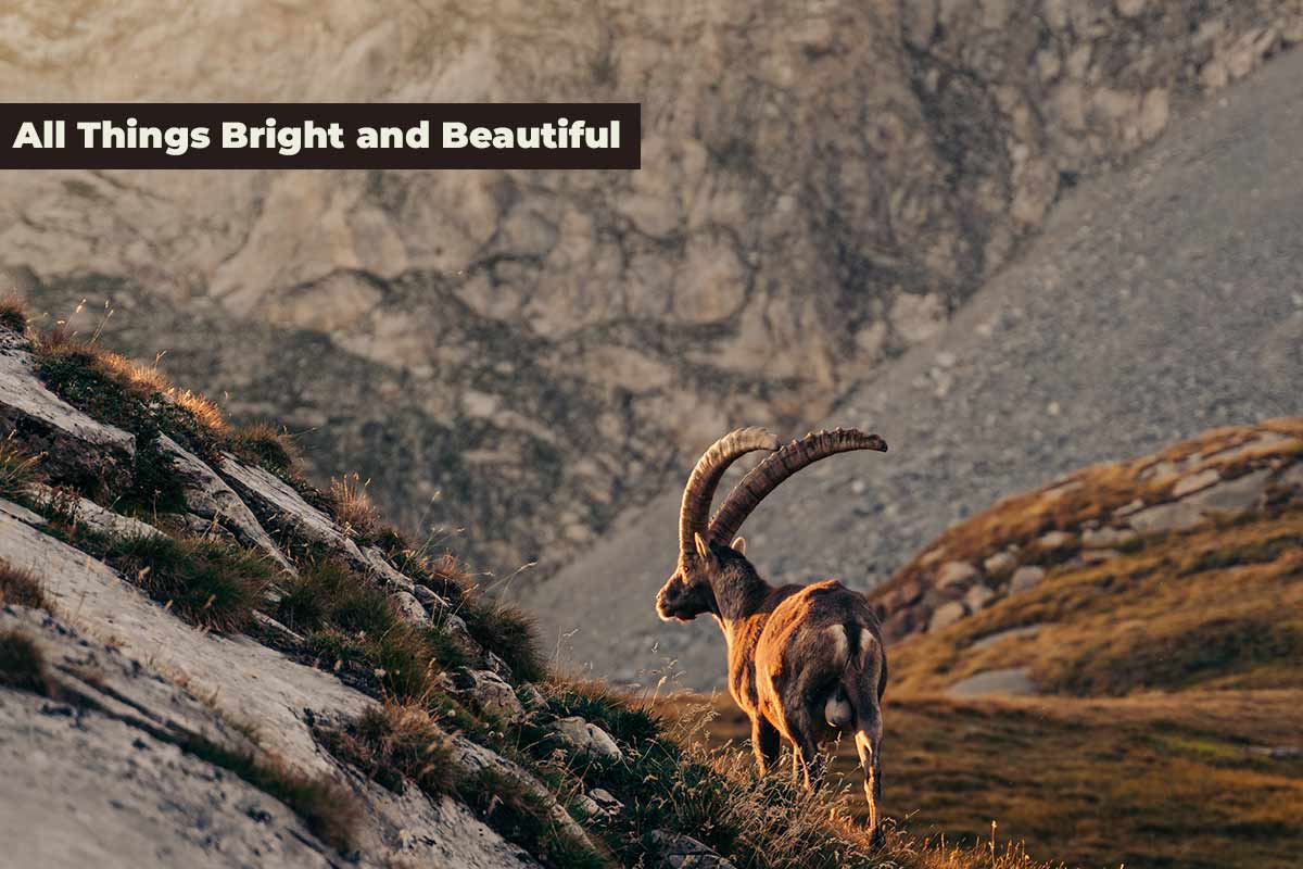 All Things Bright and Beautiful - Phamox Music