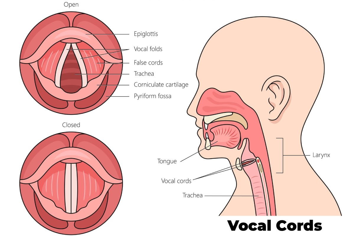 Vocal Resonance in Singing - Phamox Music